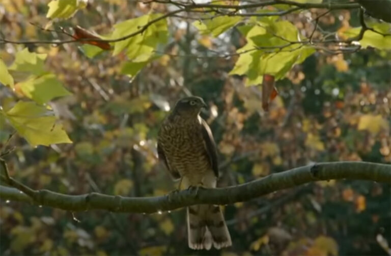 Do Wind Chimes Keep Hawks Away? - WindChimesGuide
